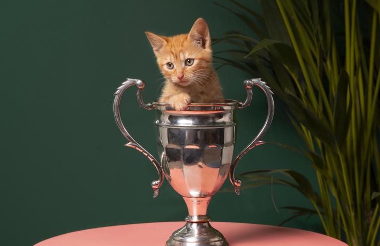 Pet Insurance for Cats & Dogs | ManyPets