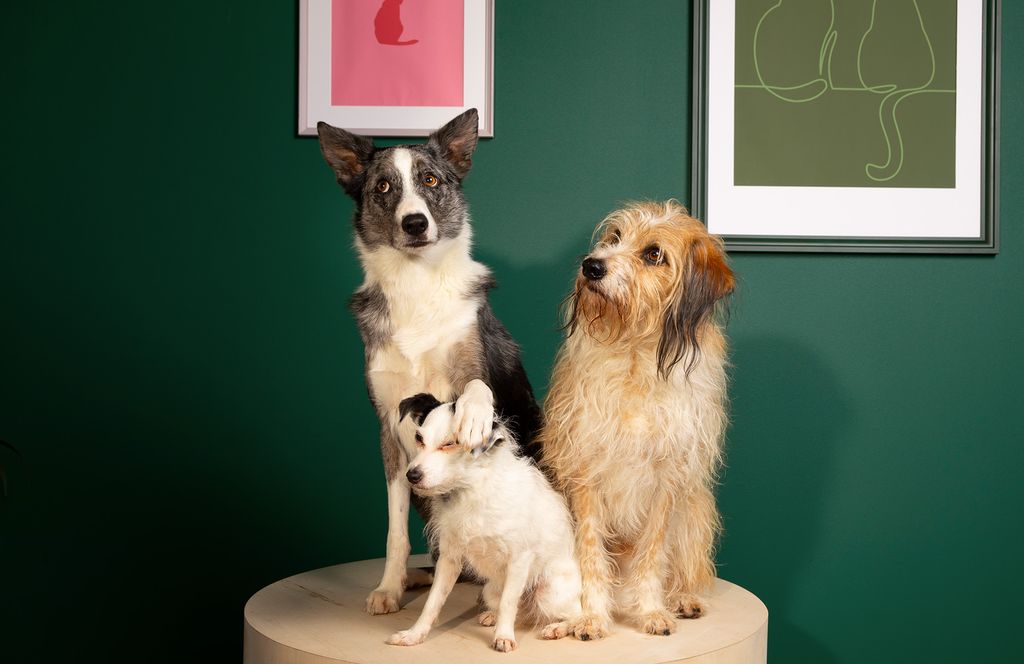 Bought By Many is becoming ManyPets | ManyPets