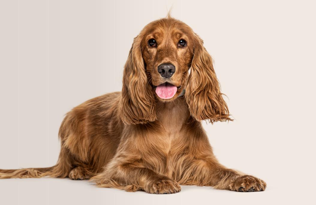 5 common cocker spaniel health issues | ManyPets