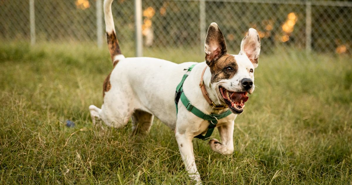 Rescue dog training guide | ManyPets