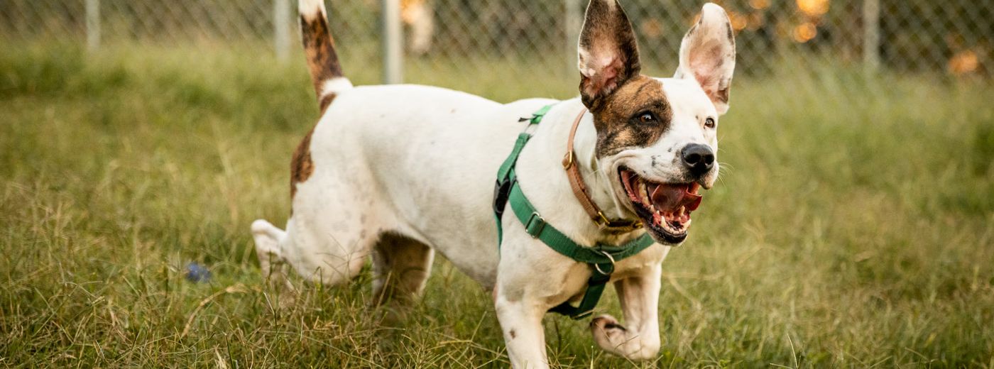 The ManyPets Guide to Training a Rescue Dog | ManyPets