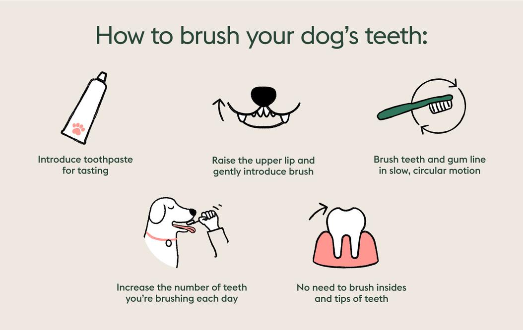 Stinky dog breath? 6 potential reasons why | ManyPets