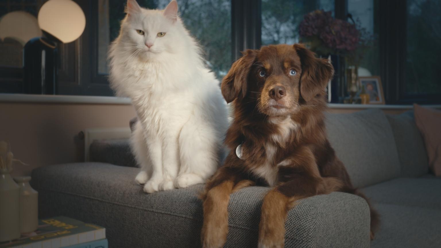 Cat Insurance | Cat Health Insurance Quote Online | ManyPets