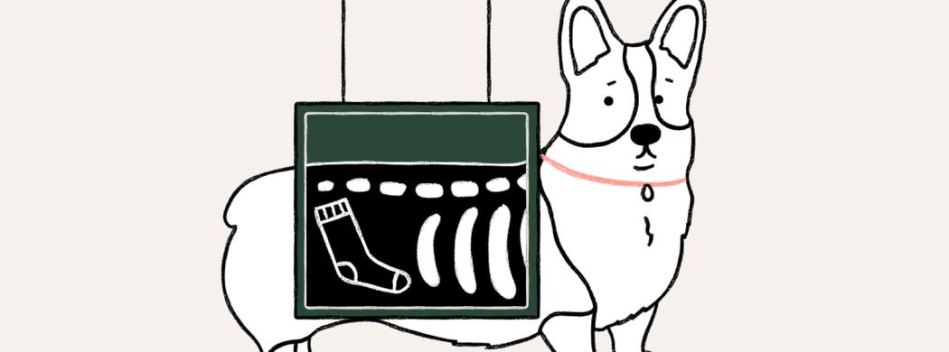 Bowel obstructions in dogs can be dangerous—know the signs. | ManyPets