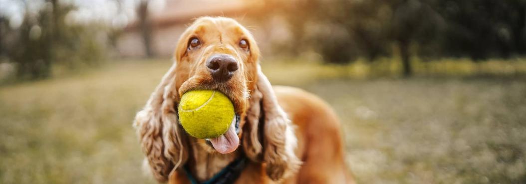 5 common cocker spaniel health issues | ManyPets