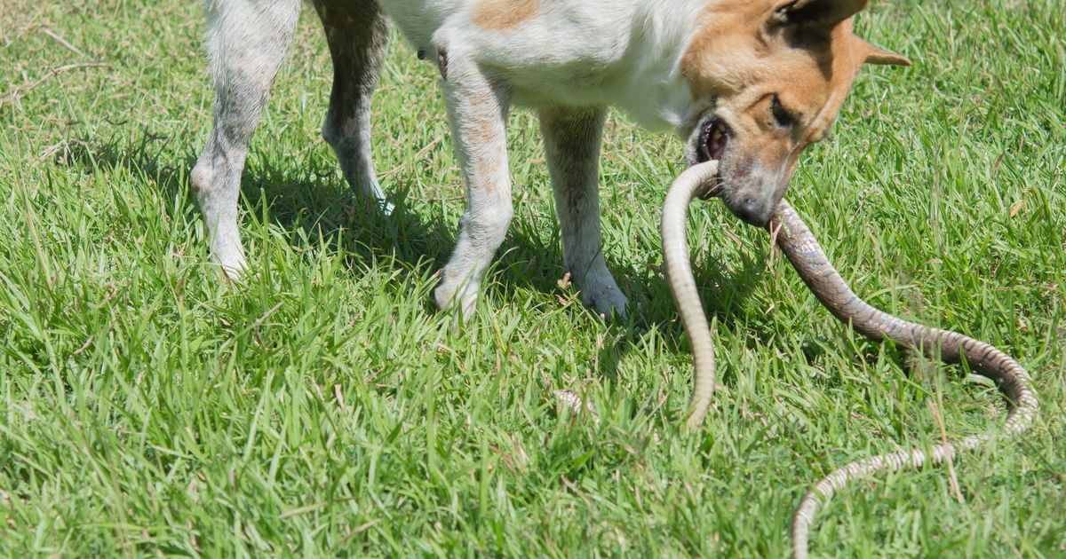 Snake bites on dogs | ManyPets