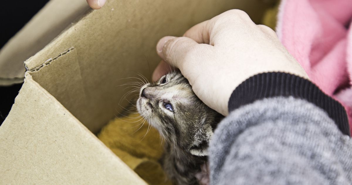 How to socialise a kitten: a complete guide | ManyPets