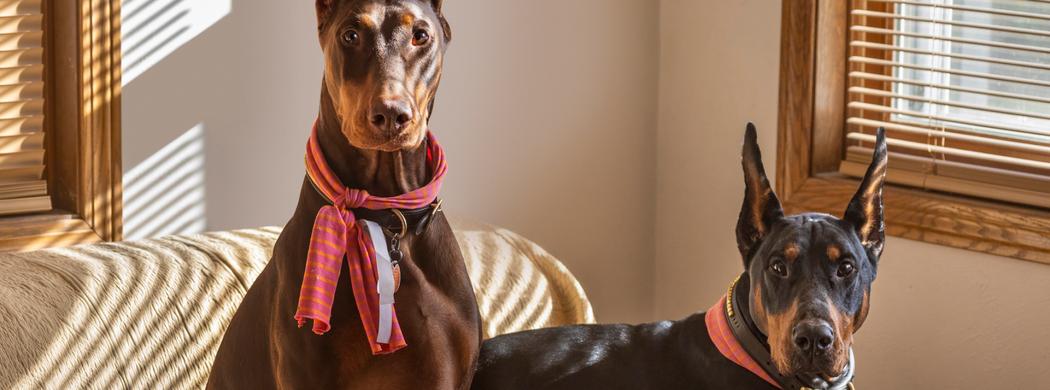 What are the best family guard dogs? | ManyPets