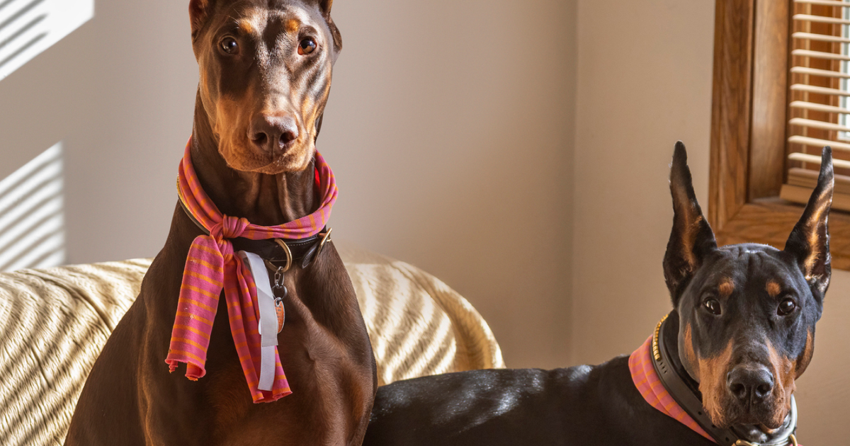 What are the best family guard dogs? | ManyPets