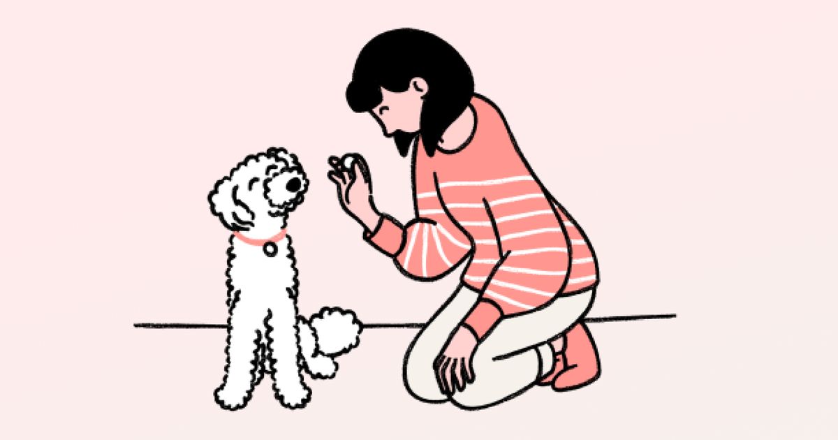 How to train a rescue dog | ManyPets