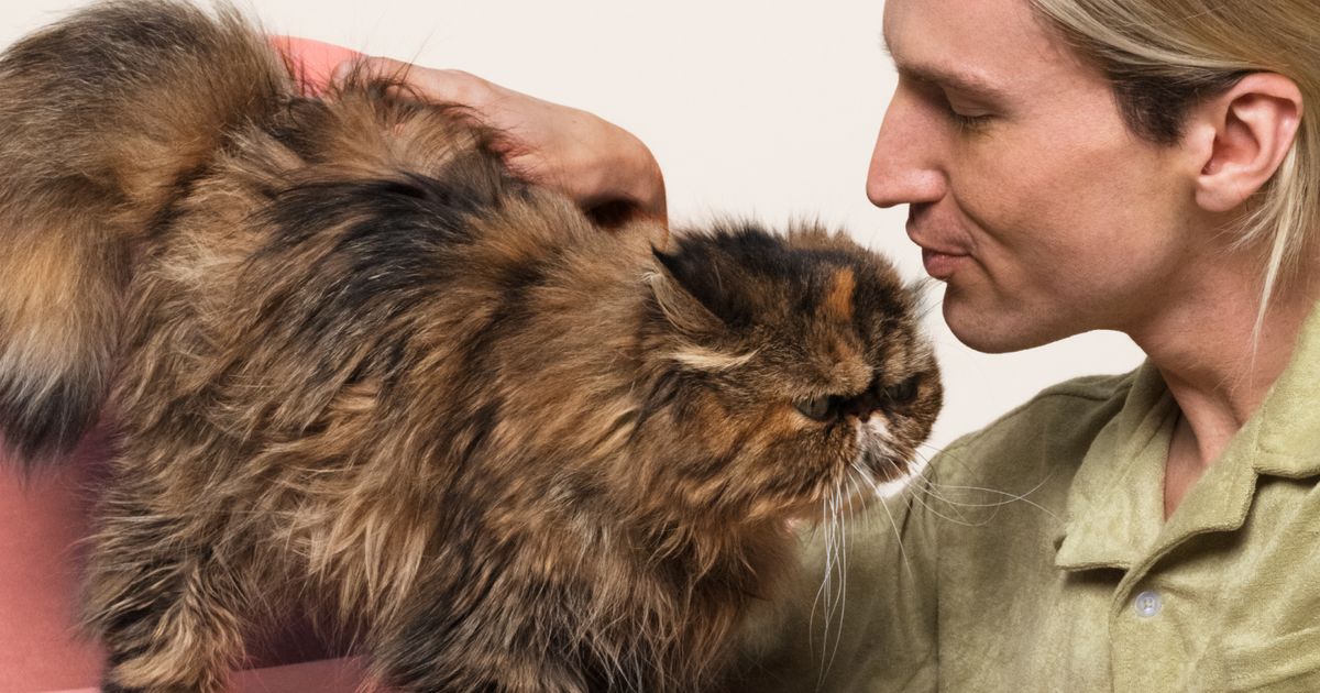 Cat adoption: a quick guide + tips | ManyPets