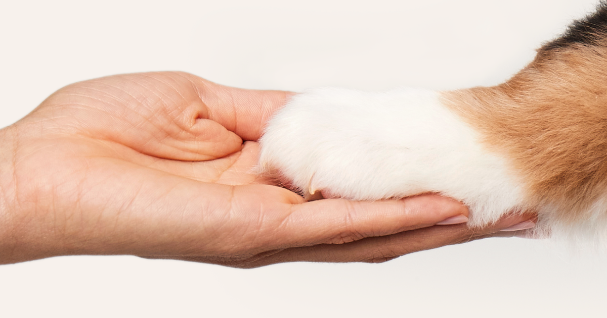 Emotional support animals (ESAs) 101 | ManyPets