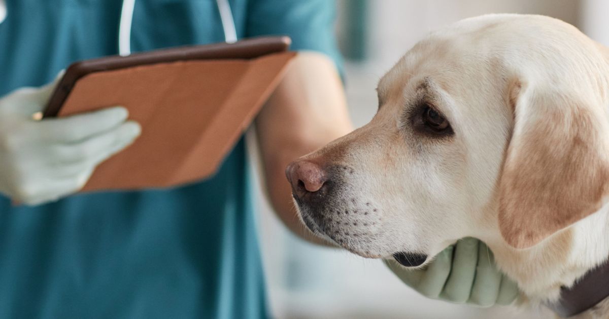 Hepatitis in dogs: Key steps to prevention and managing health | ManyPets