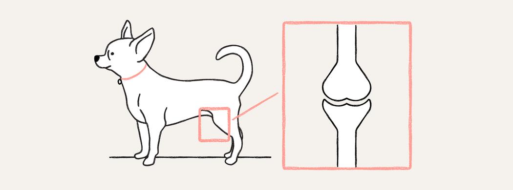 Luxating patella in dogs | ManyPets