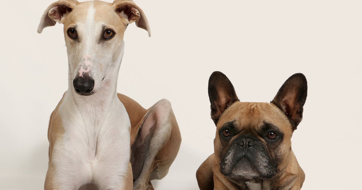 12 best low-maintenance dog breeds for easy-going pet owners | ManyPets