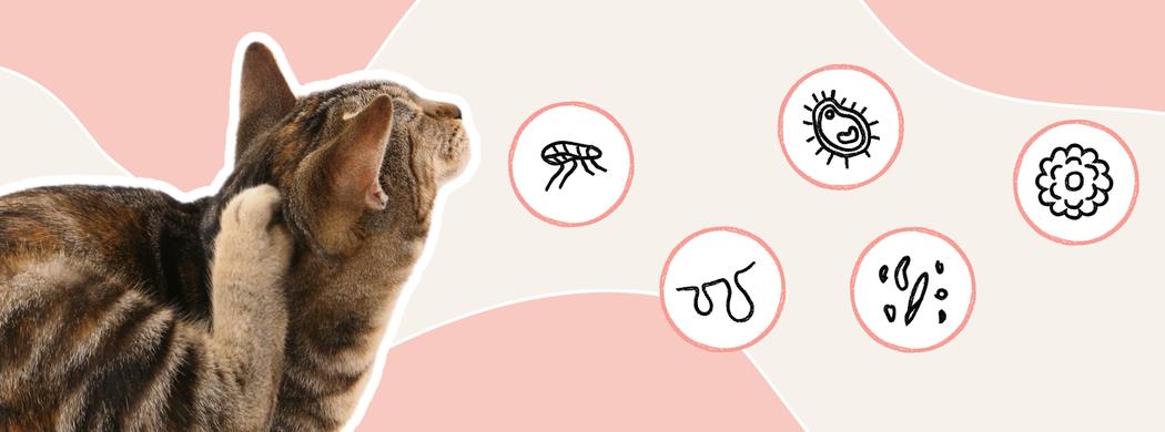 Ear infections in cats: Causes, symptoms, and how to treat them | ManyPets