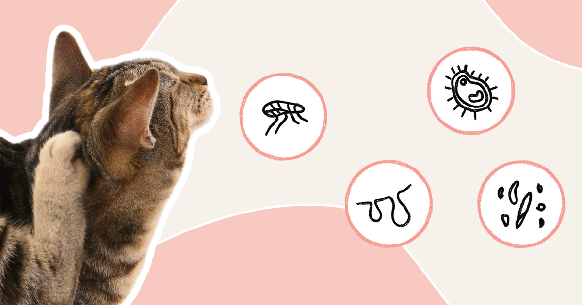 Ear infections in cats: Causes, symptoms, and how to treat them | ManyPets