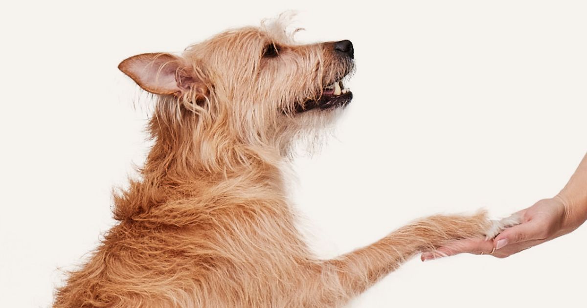 The 10 smartest dog breeds | ManyPets