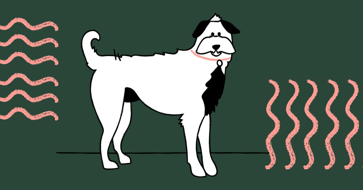 Is your dog shaking? 10 potential reasons why | ManyPets