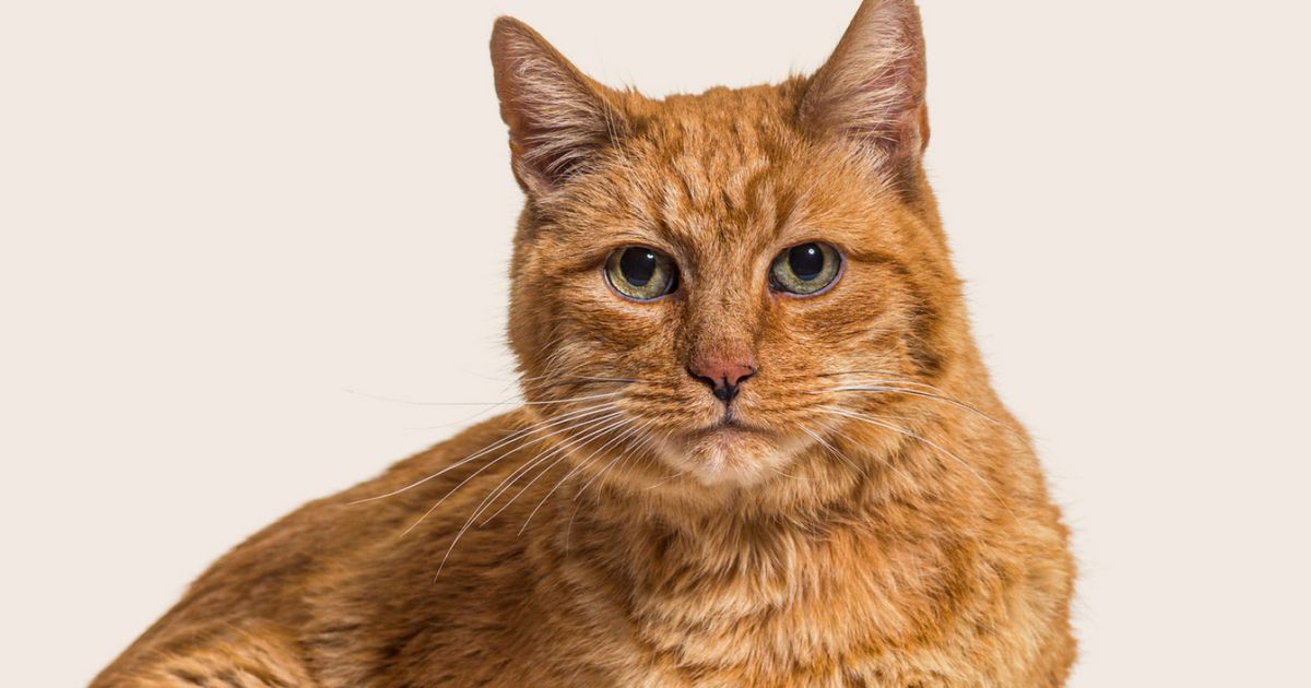 Senior cat care: tips for making their golden years furbulous | ManyPets