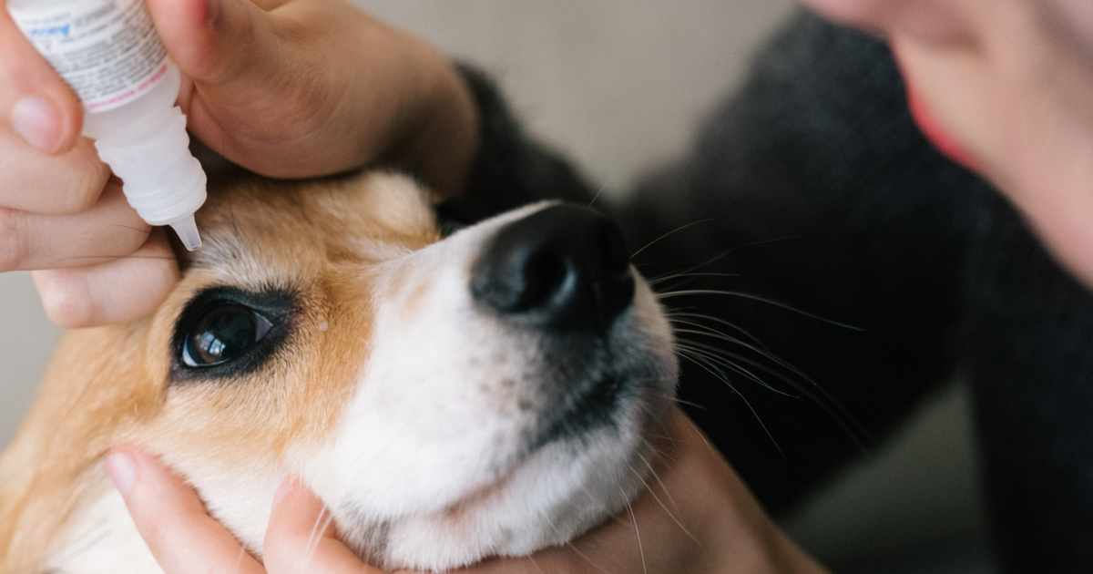 Eye infections in dogs | ManyPets