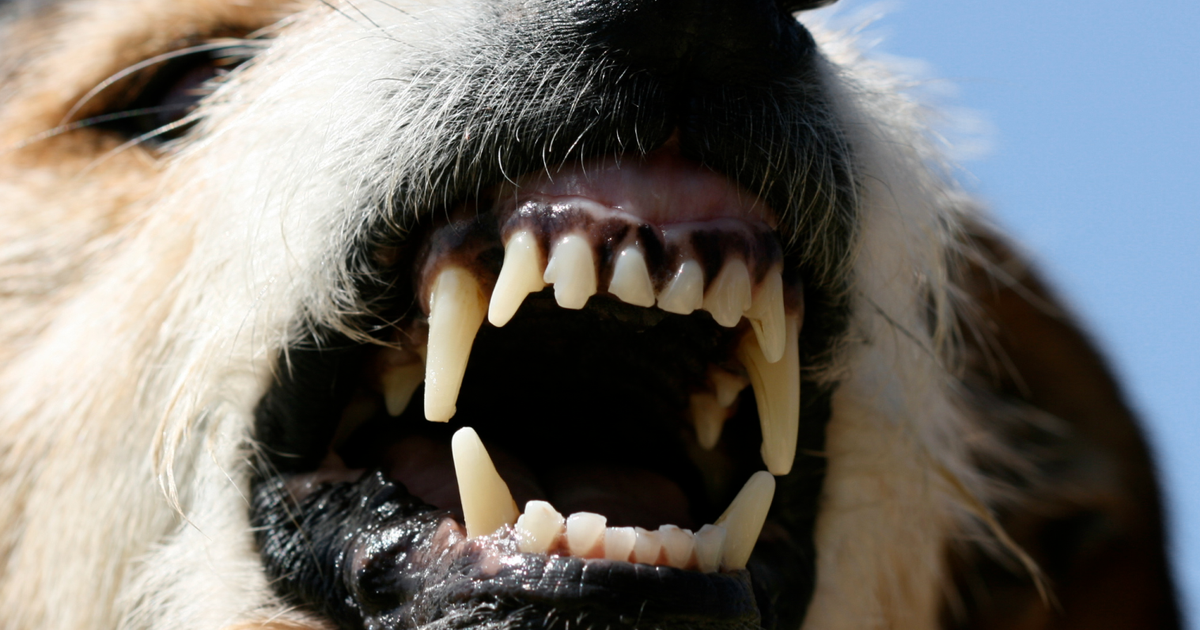 Tips for training an aggressive dog | ManyPets