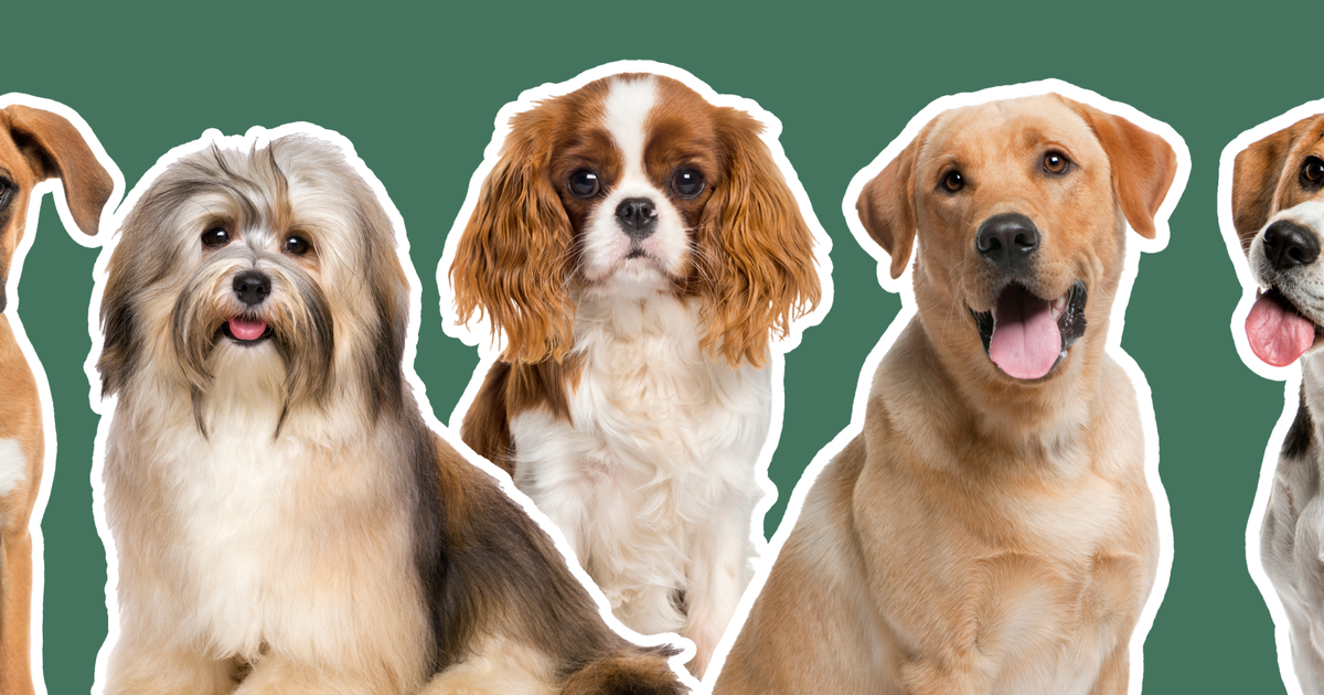 Best dog breeds for families | ManyPets