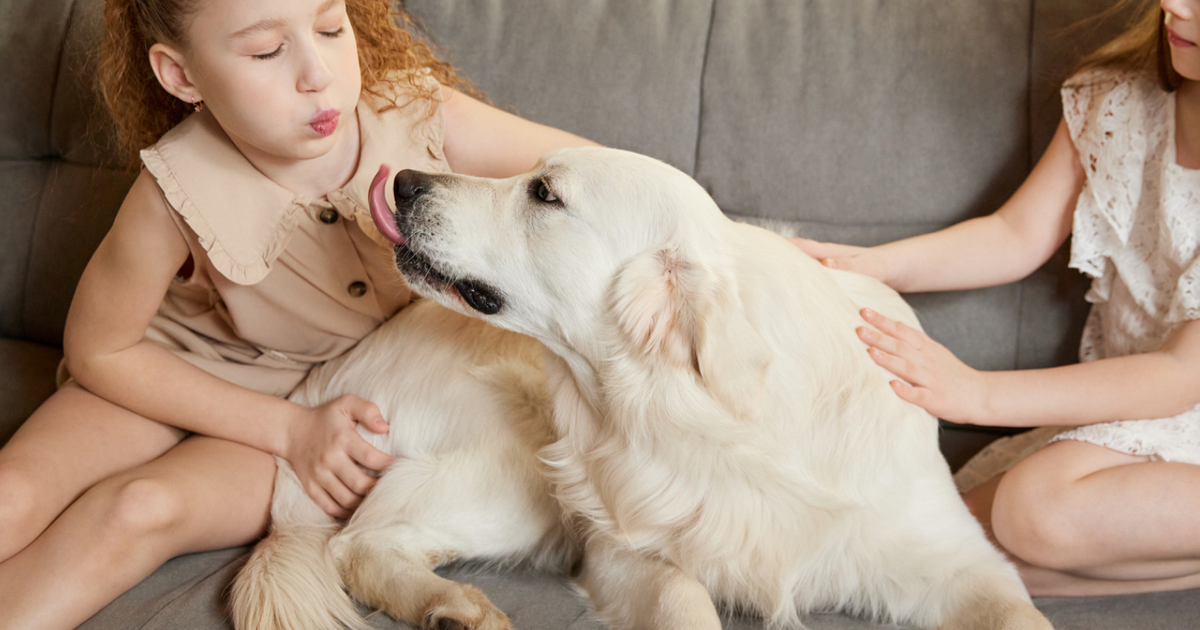 Best large dog breeds for families | ManyPets