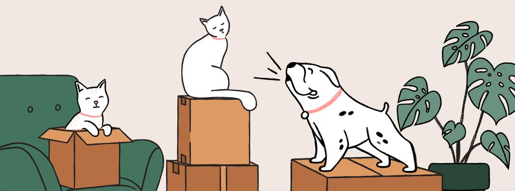 8 tips for moving with pets | ManyPets