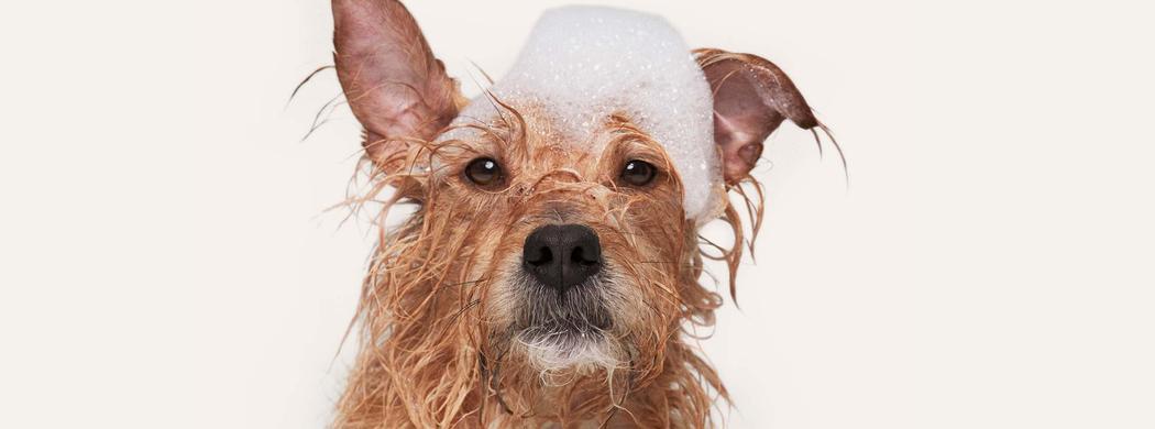 Dog skin conditions 101 | ManyPets