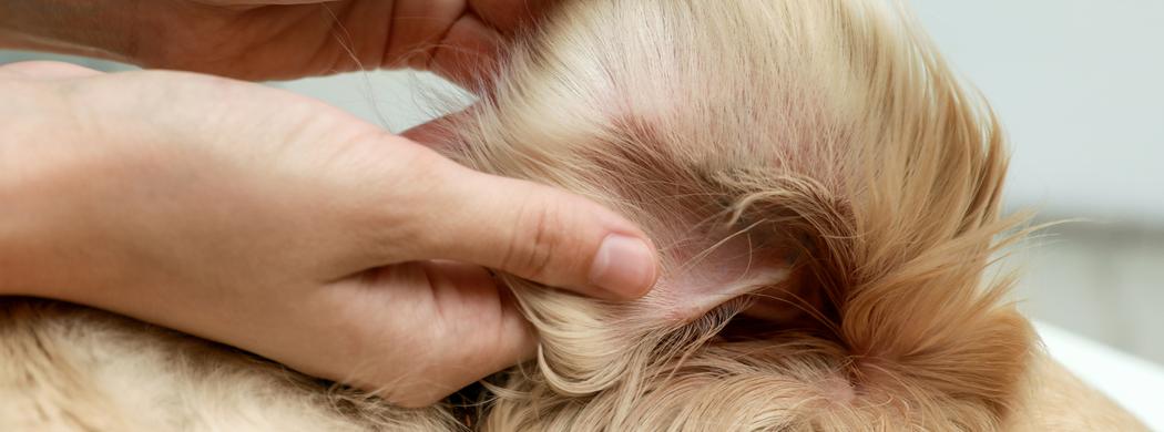 How to get rid of fleas on puppies | ManyPets