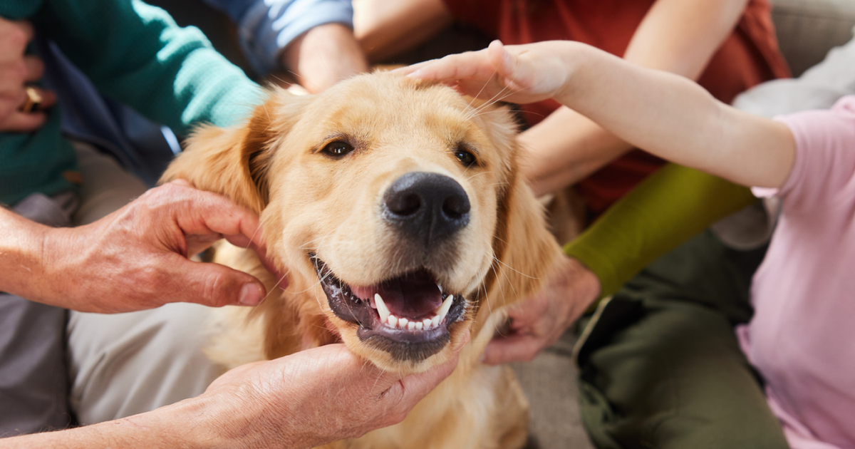 Friendliest dog breeds, ranked | ManyPets