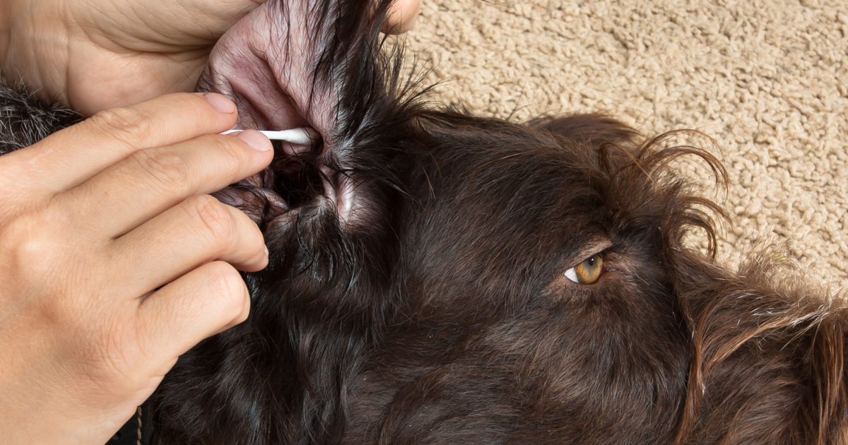 Severe Ear Mites In Dogs