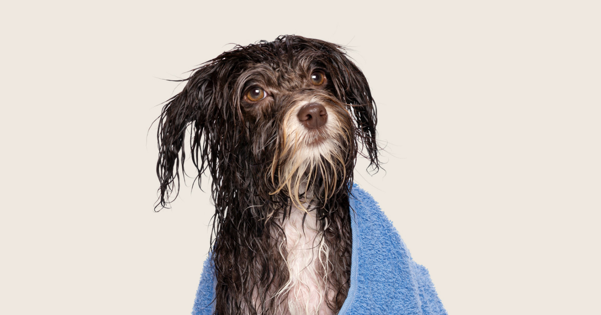 How often should you wash your dog? | ManyPets
