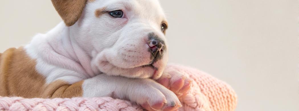 Fading puppy syndrome: know the signs | ManyPets