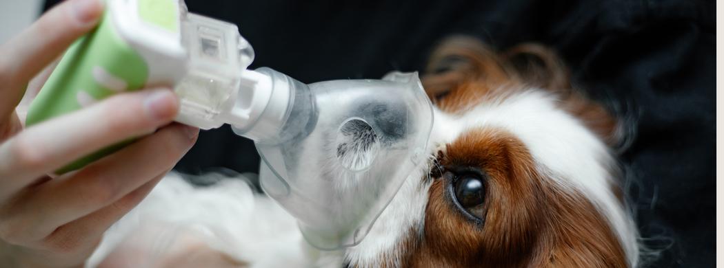 Dog respiratory illnesses are spreading—what we know so far | ManyPets