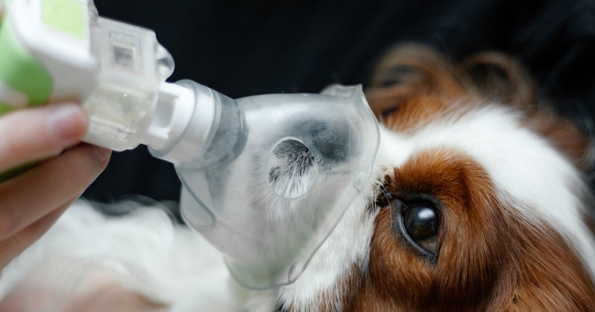 Dog respiratory illnesses are spreading—what we know so far | ManyPets