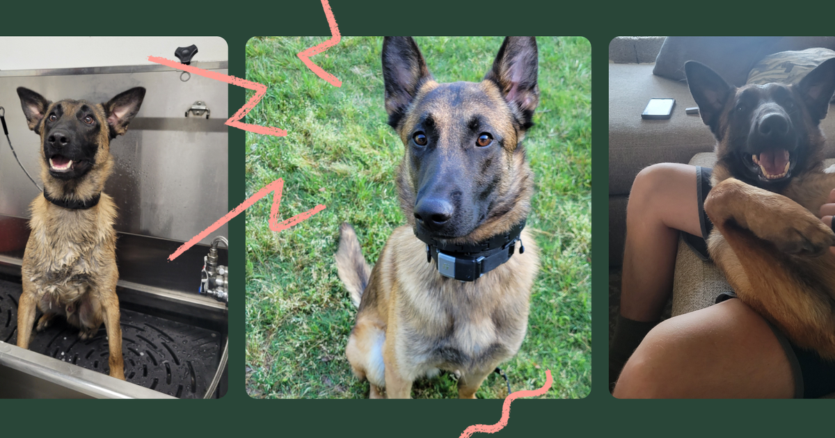 My husband and I brought home a K9 dog. Here's what we learned. | ManyPets