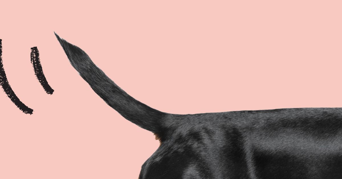 Why do dogs wag their tails? | ManyPets