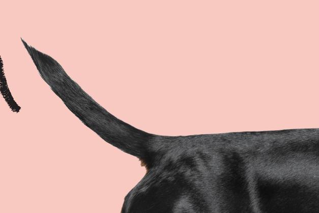 Navigating the dog “teenage” phase | ManyPets