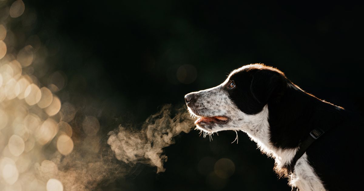Why do dogs chatter their teeth? | ManyPets