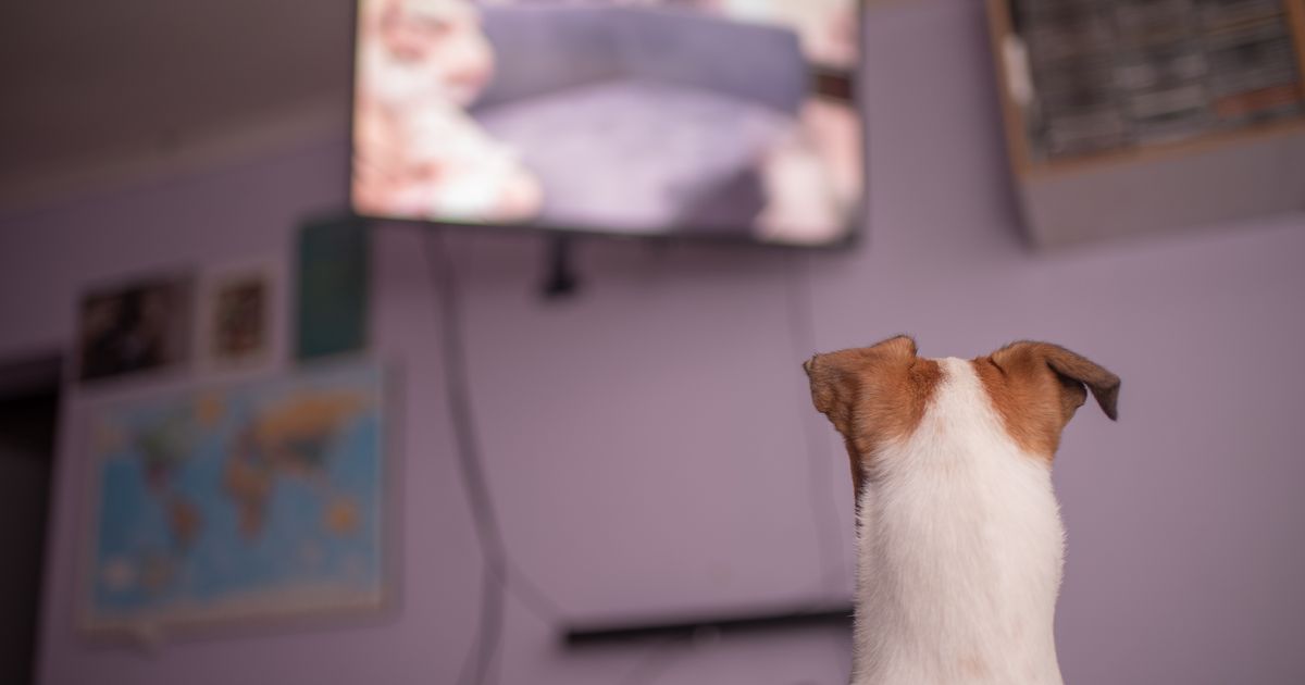 Do dogs really watch TV? | ManyPets