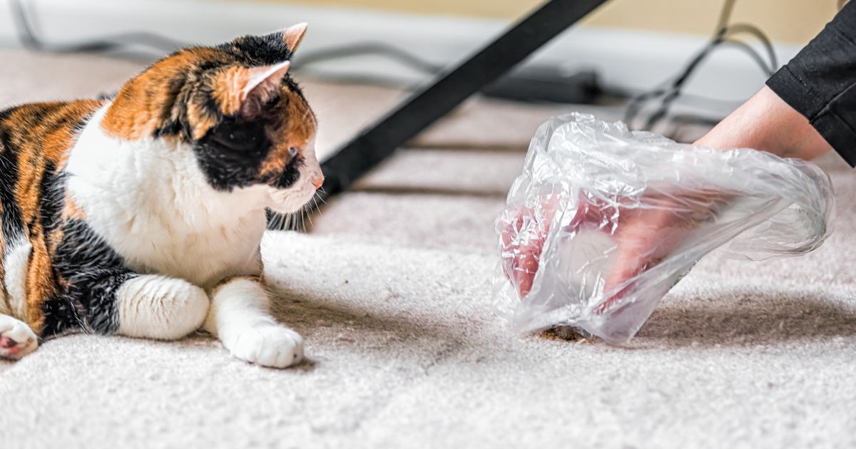 How can I stop my cat from getting hairballs? | ManyPets