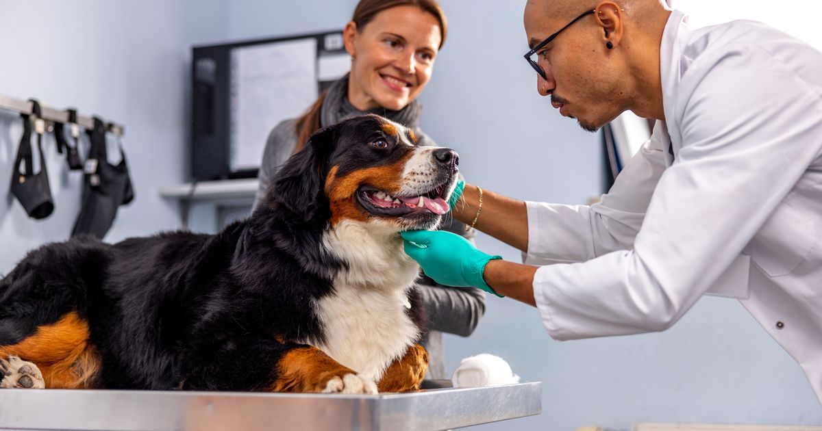 Importance of routine vet care for dogs | ManyPets