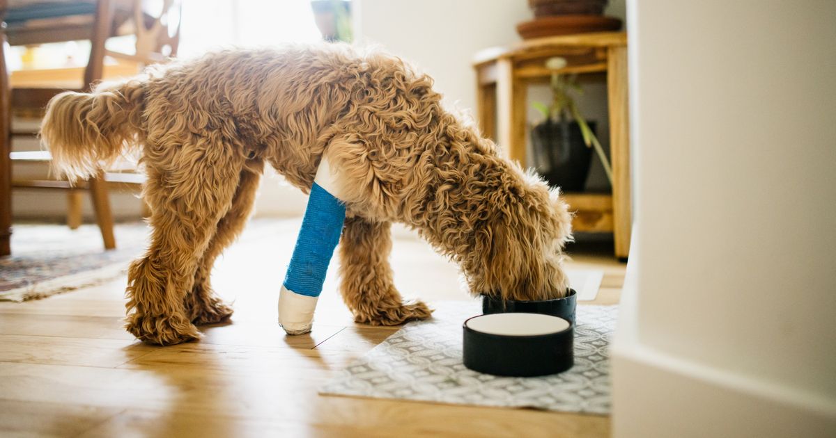 Understanding broken bones in dogs | ManyPets