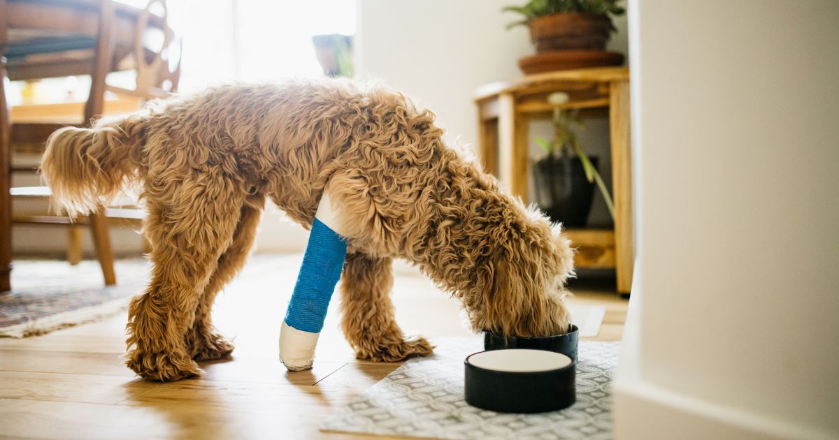 Understanding broken bones in dogs | ManyPets