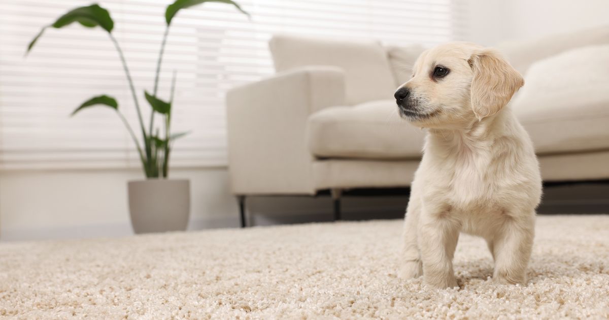 How to clean dog vomit | ManyPets