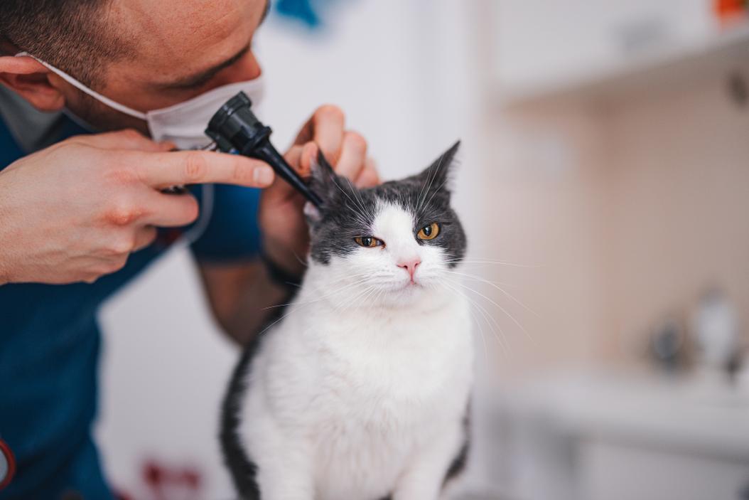 First Aid for Cats | ManyPets