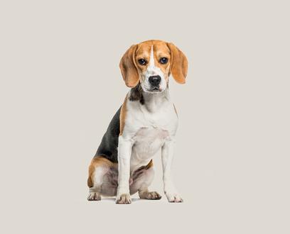 Beagle Breed Information | ManyPets