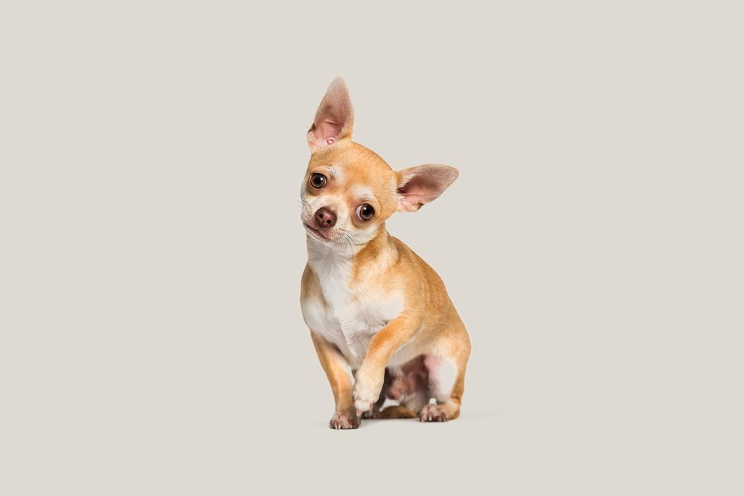 Top 10 most stubborn dog breeds | ManyPets